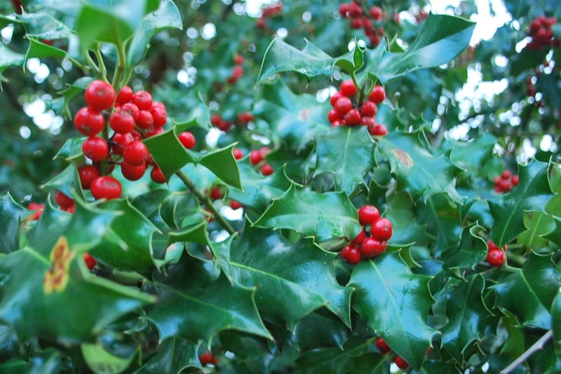 English holly - West Multnomah Soil & Water Conservation District