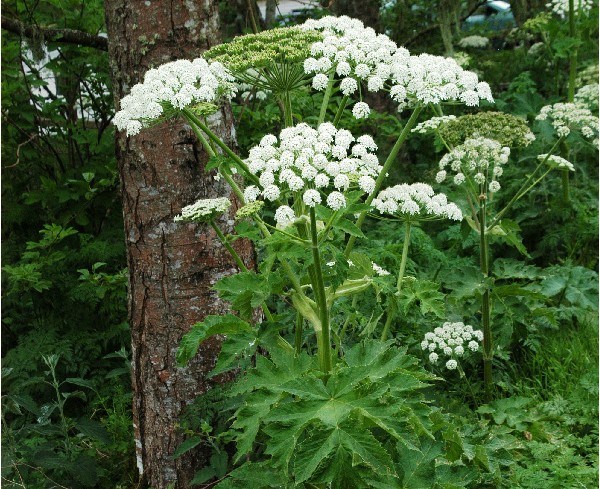 Giant hogweed - West Multnomah Soil & Water Conservation District