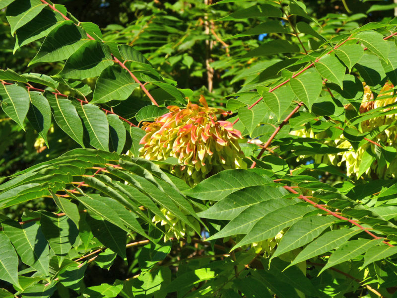 Tree of Heaven - West Multnomah Soil & Water Conservation District
