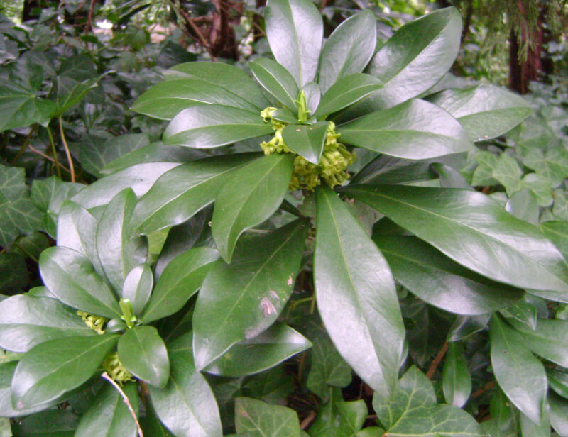 Spurge laurel - West Multnomah Soil & Water Conservation District