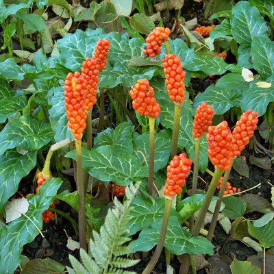 Italian arum (Arum italicum) - West Multnomah Soil & Water Conservation ...