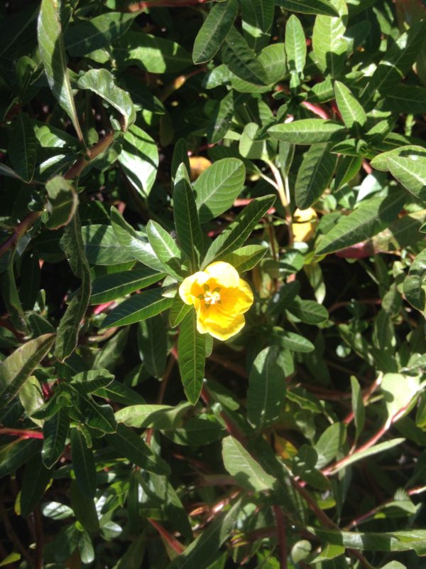 Water primrose - West Multnomah Soil & Water Conservation District