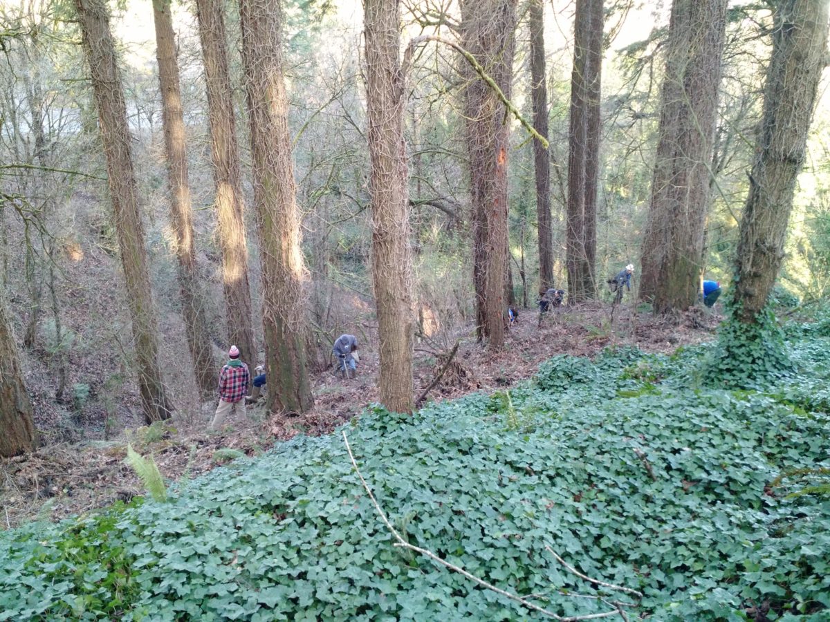 Invasive English holly - West Multnomah Soil & Water Conservation District