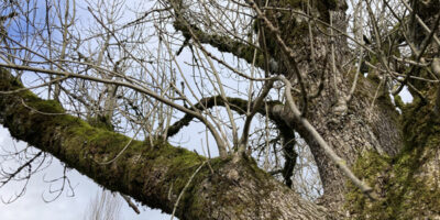 Emerald ash borer is on our doorstep - West Multnomah Soil & Water ...