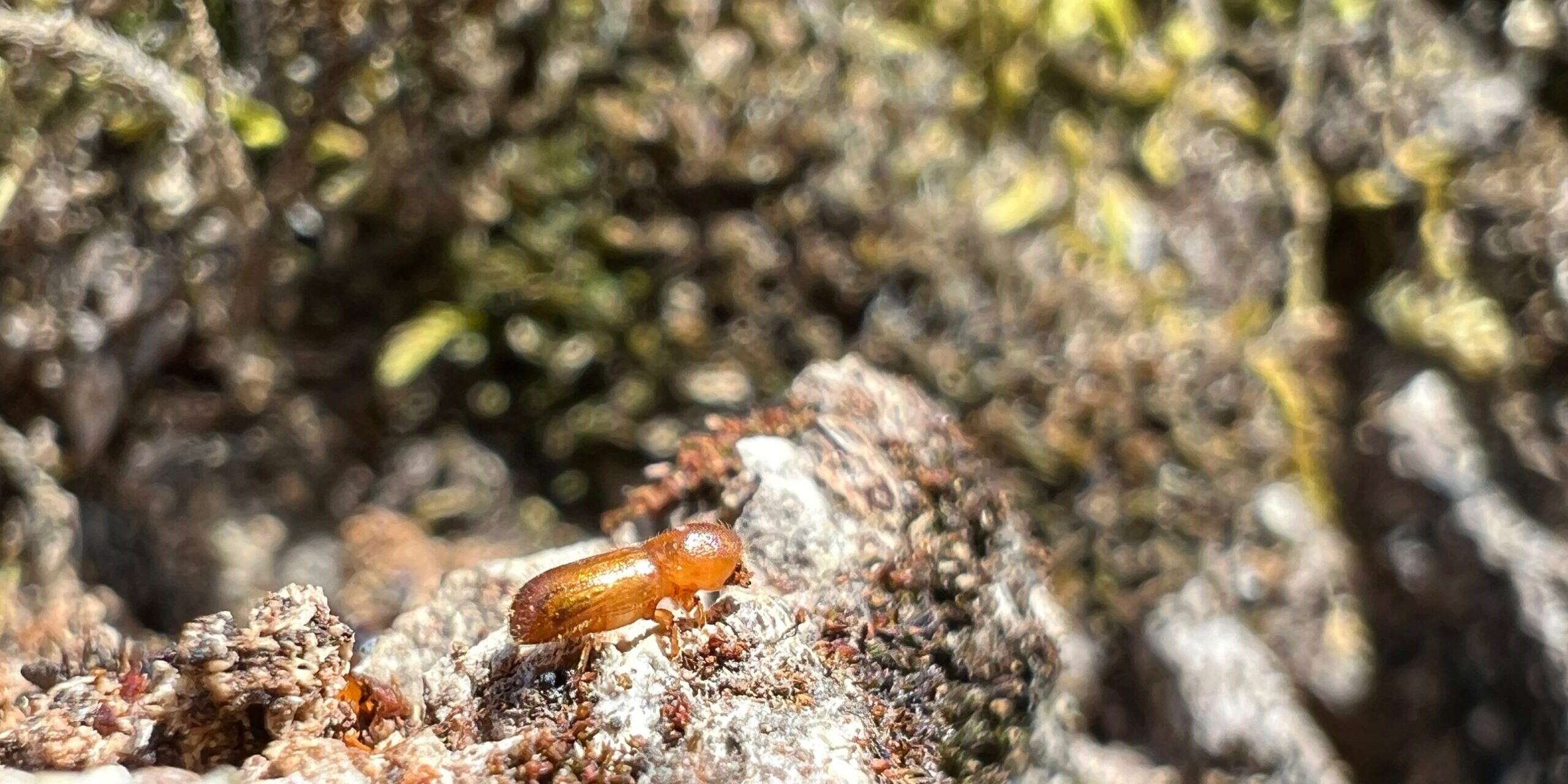Mediterranean Oak Borer - West Multnomah Soil & Water Conservation District